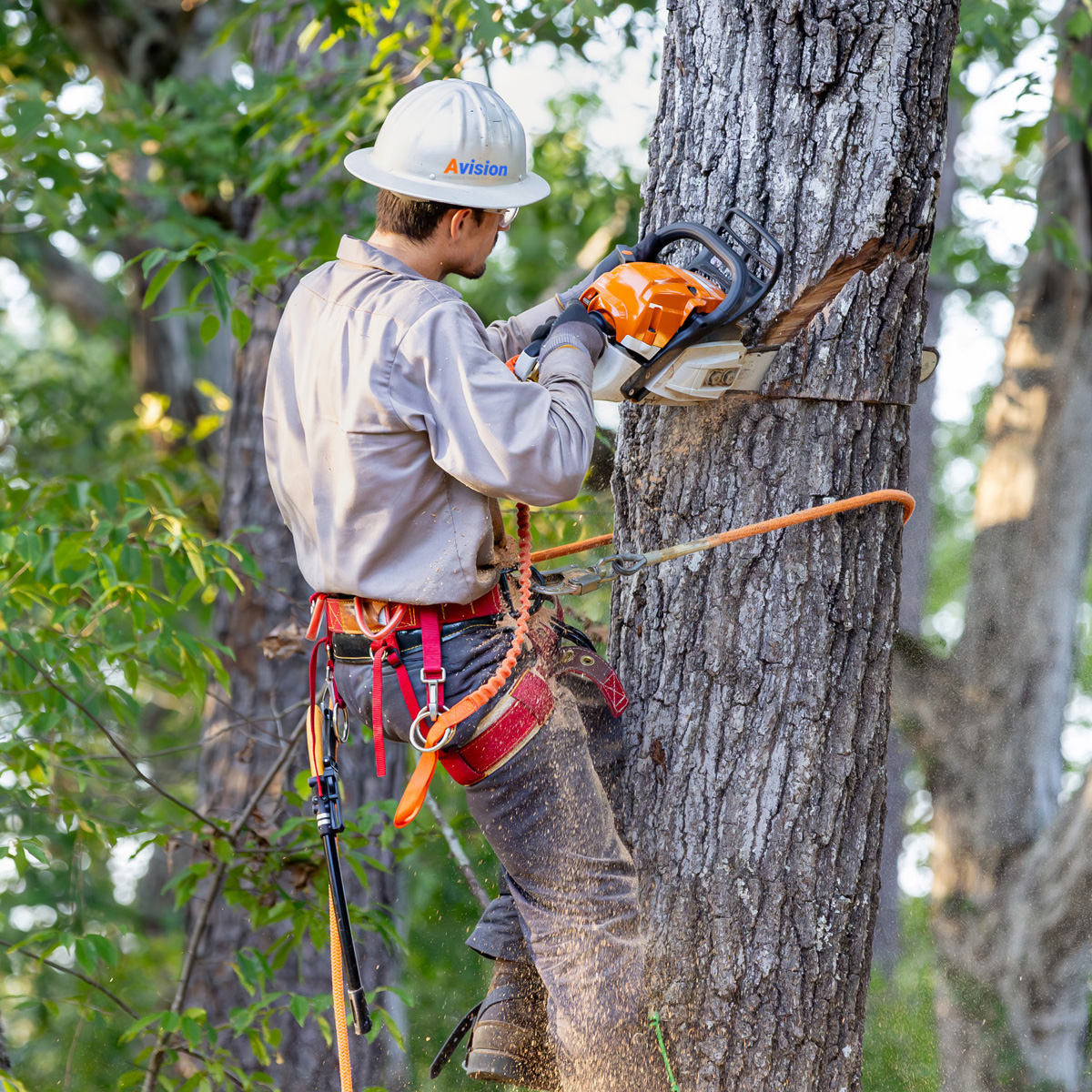 Avision Construction & Tree Service | Expert Construction & Tree Care ...